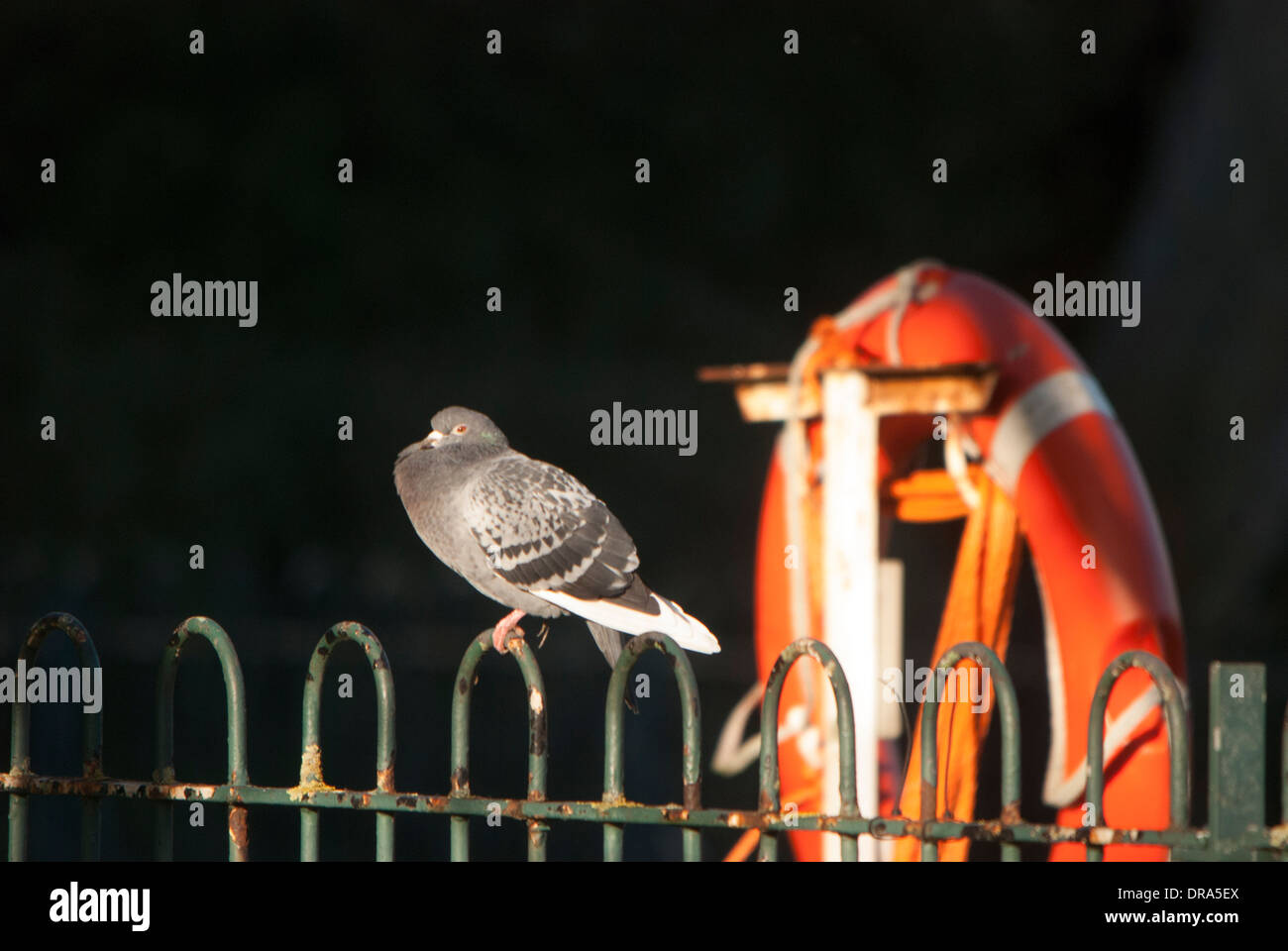 Pigeon (Collumbia livia) next to a flotation device, dark backdrop ...