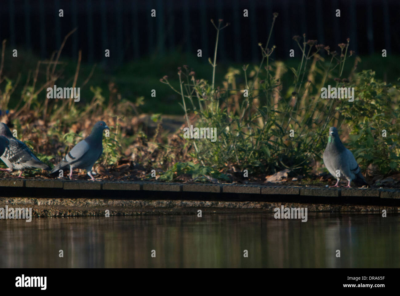 Group of Pigeons, (Collumbia livia), gathering by water; natural ...
