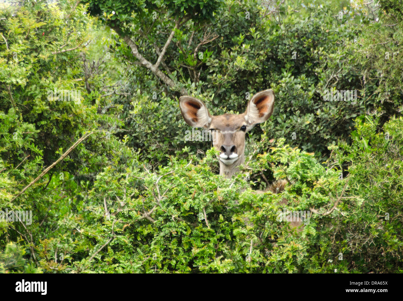 Alert young Kudu calf Stock Photo - Alamy