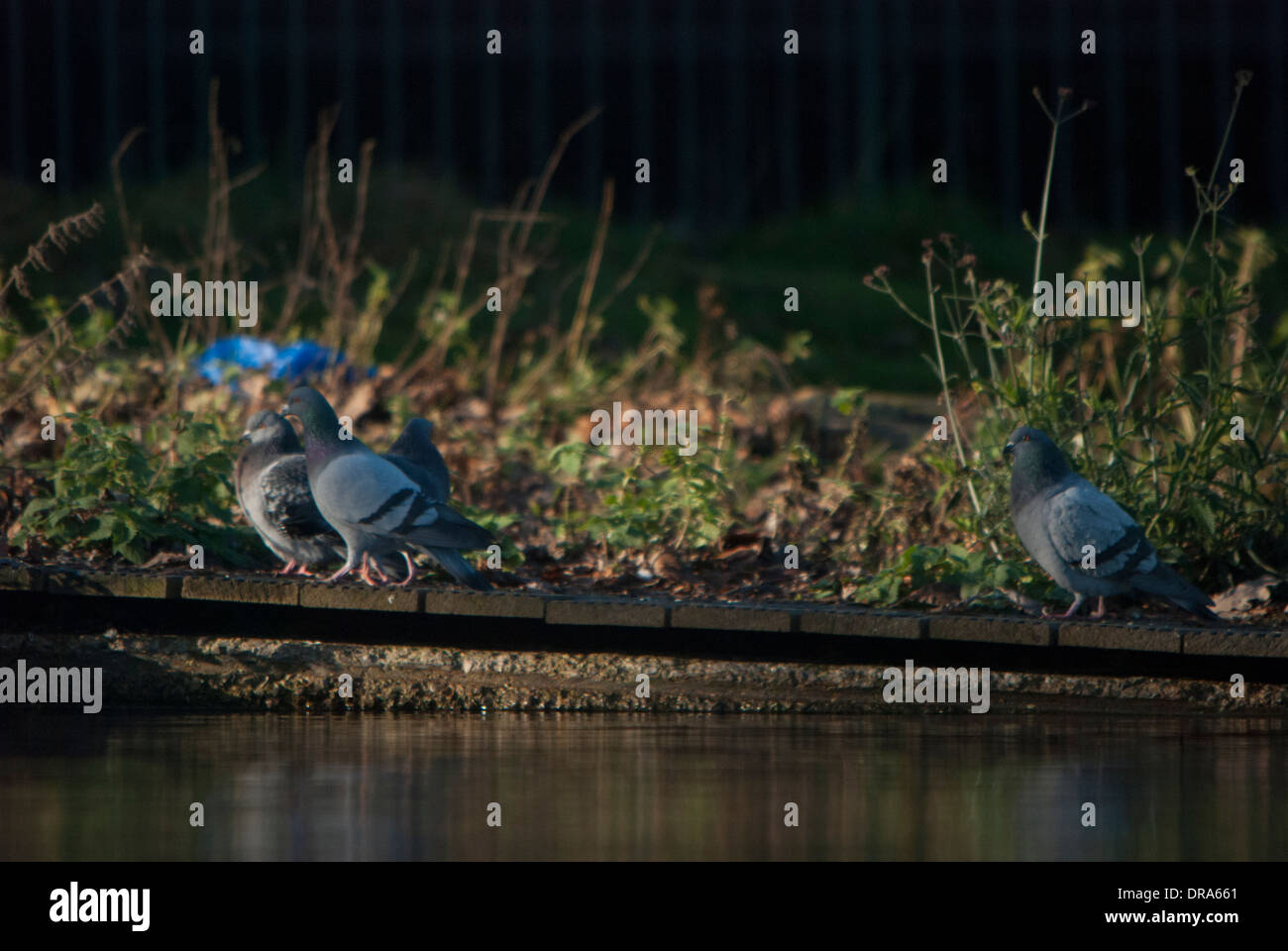 Group of Pigeons, (Collumbia livia), gathering by water; natural ...