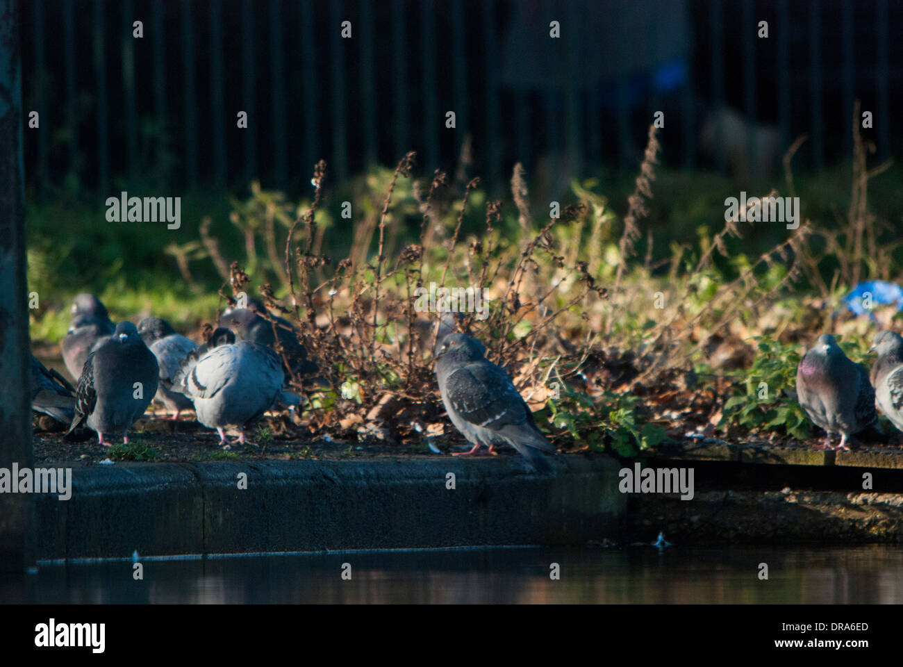 Group of Pigeons, (Collumbia livia), gathering by water; natural ...