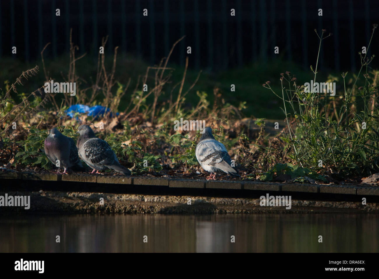 Group of Pigeons, (Collumbia livia), gathering by water; natural ...