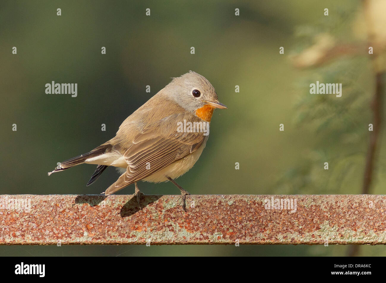 Red-breasted Flycatcher (ficedula parva Stock Photo - Alamy