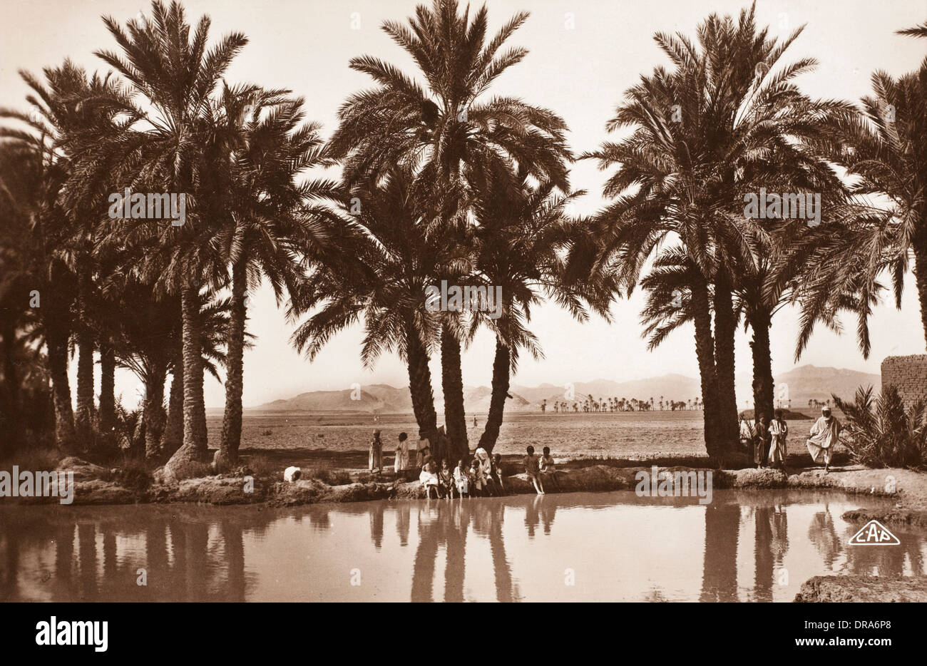 Algerian Oasis - Biskra Stock Photo - Alamy