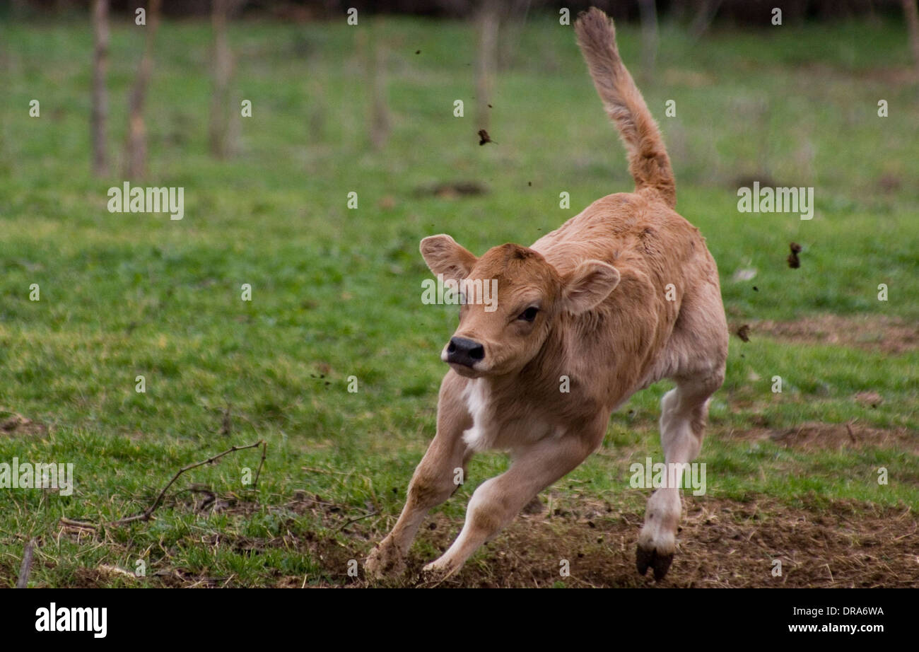 Playfull young calf in farmers yard in rural village Strandja mountains ...