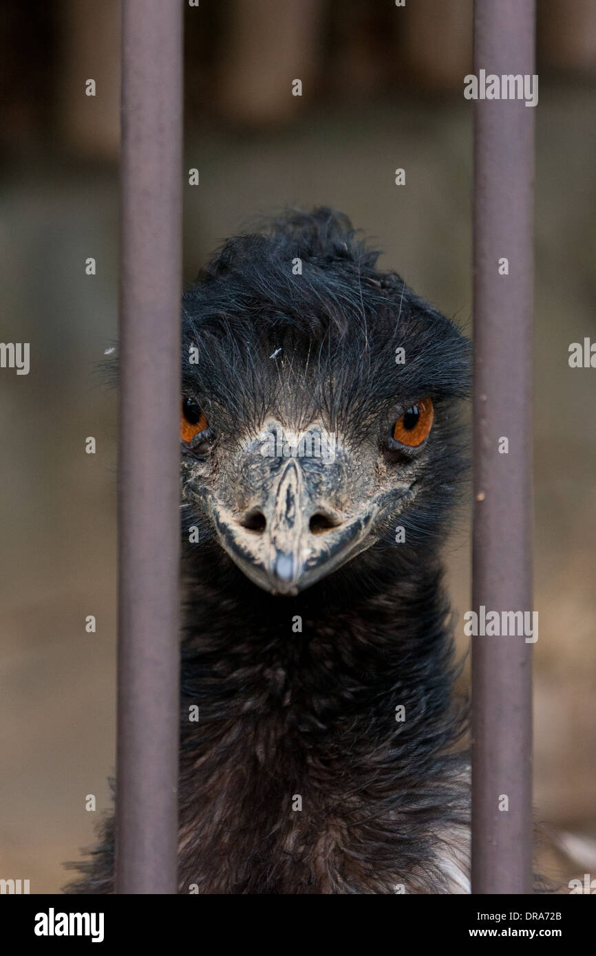 A portrait of an emu at Tama Zoo, Hino, Tokyo, Japan Stock Photo - Alamy