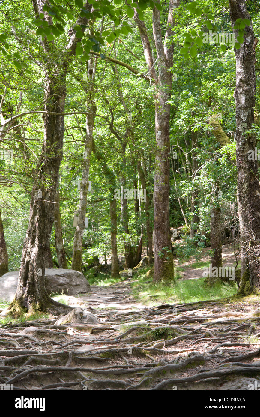 Path with eroded ground around tree roots hi-res stock photography and ...