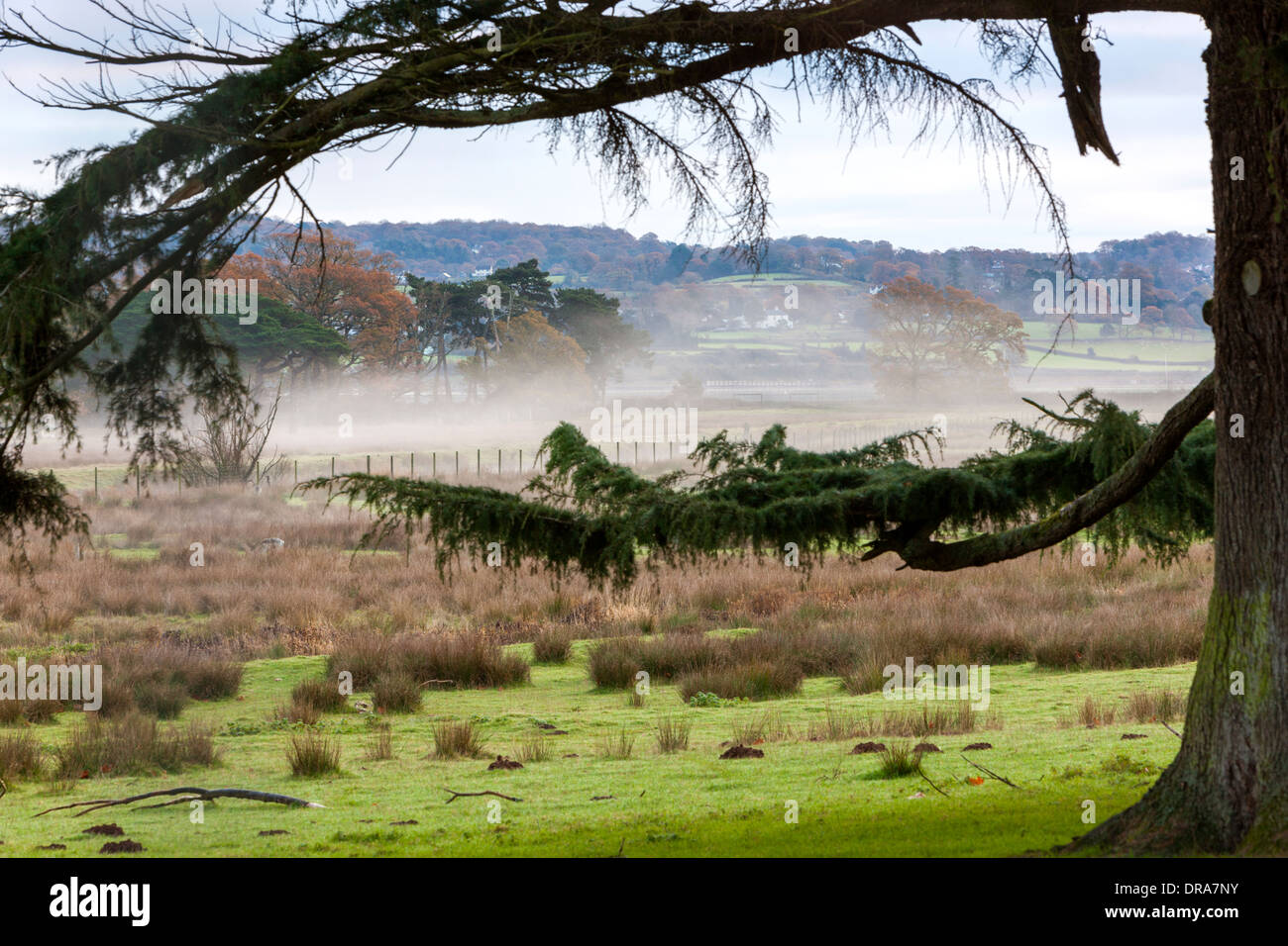 Manor Park near Powderham Castle, Kenton, Devon, England, UK, Europe ...