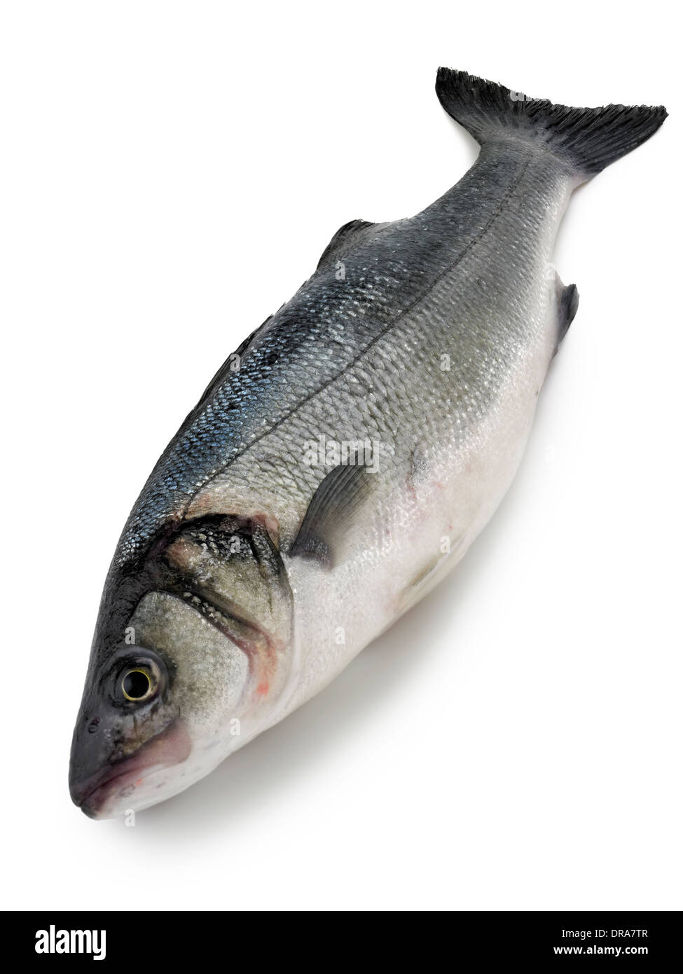 Gills of bass hi-res stock photography and images - Alamy