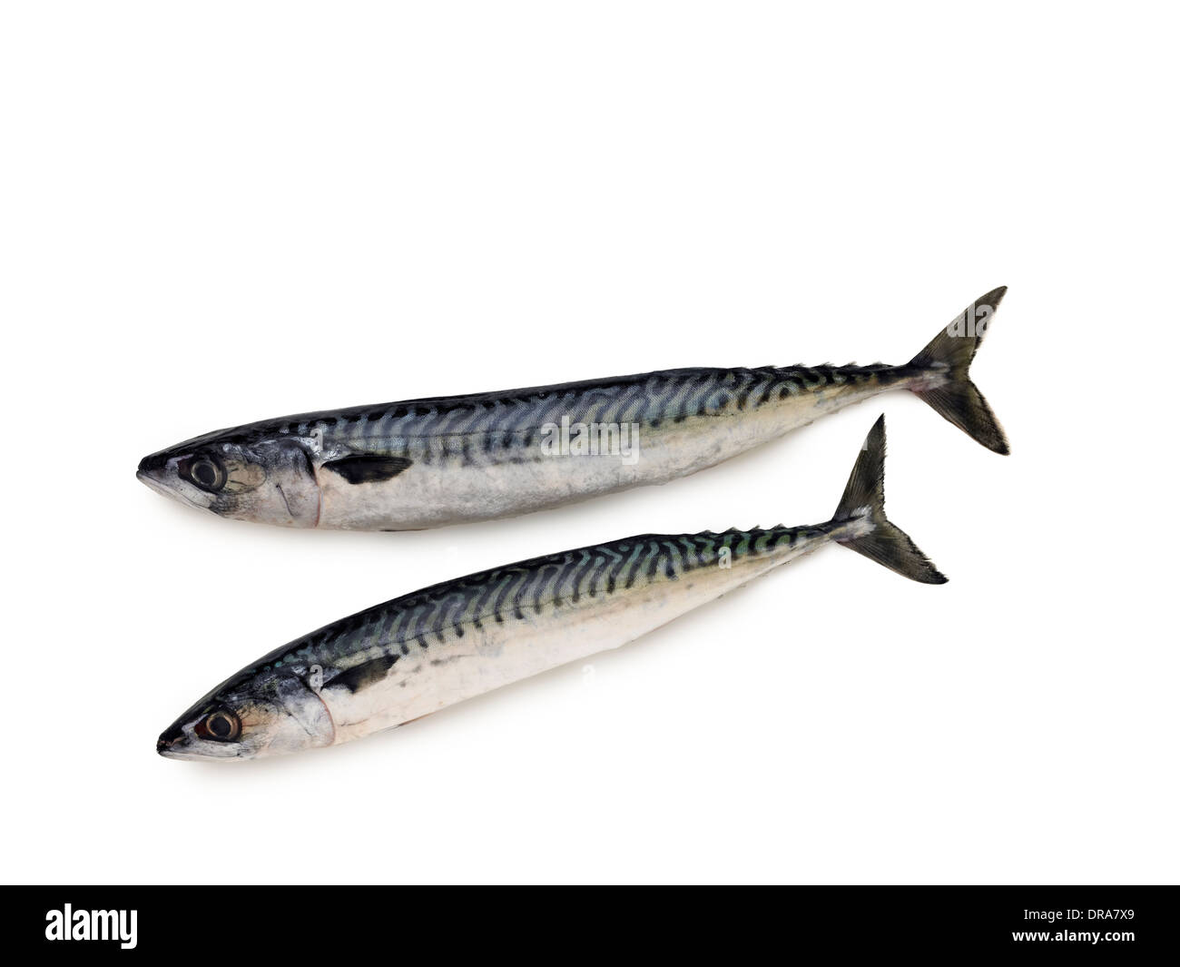 Scottish angler Cut Out Stock Images & Pictures - Alamy