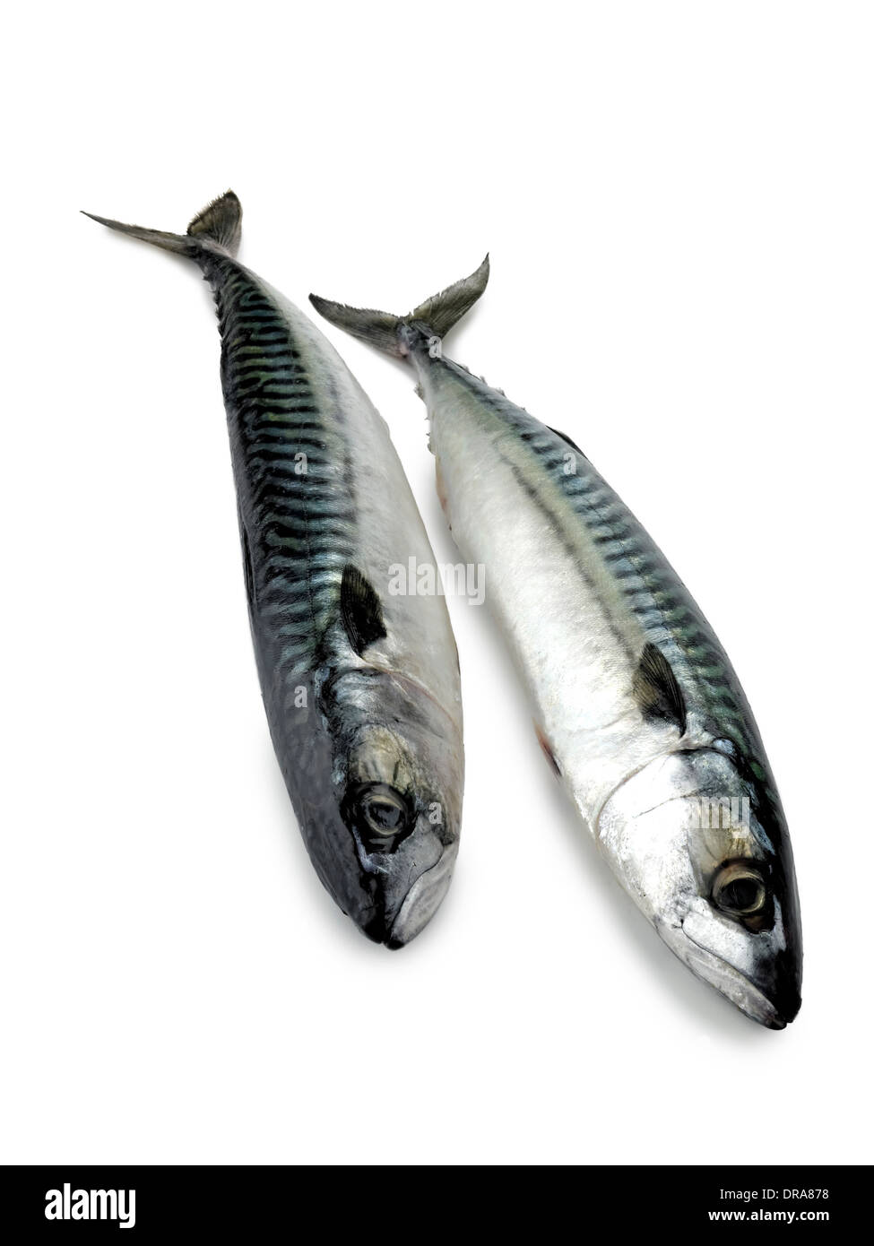 Scottish inshore fishing Cut Out Stock Images & Pictures - Alamy