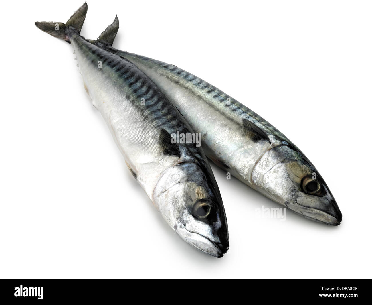Angler mackerel fishing hi-res stock photography and images - Alamy