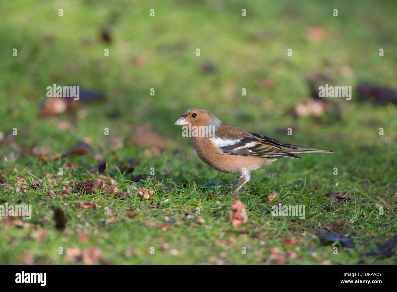 Chaffinch (Fringilla coelebs). Male foraging on the ground Stock Photo ...