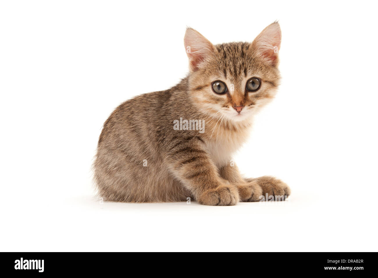 Picture of kitten isolated on white Stock Photo - Alamy