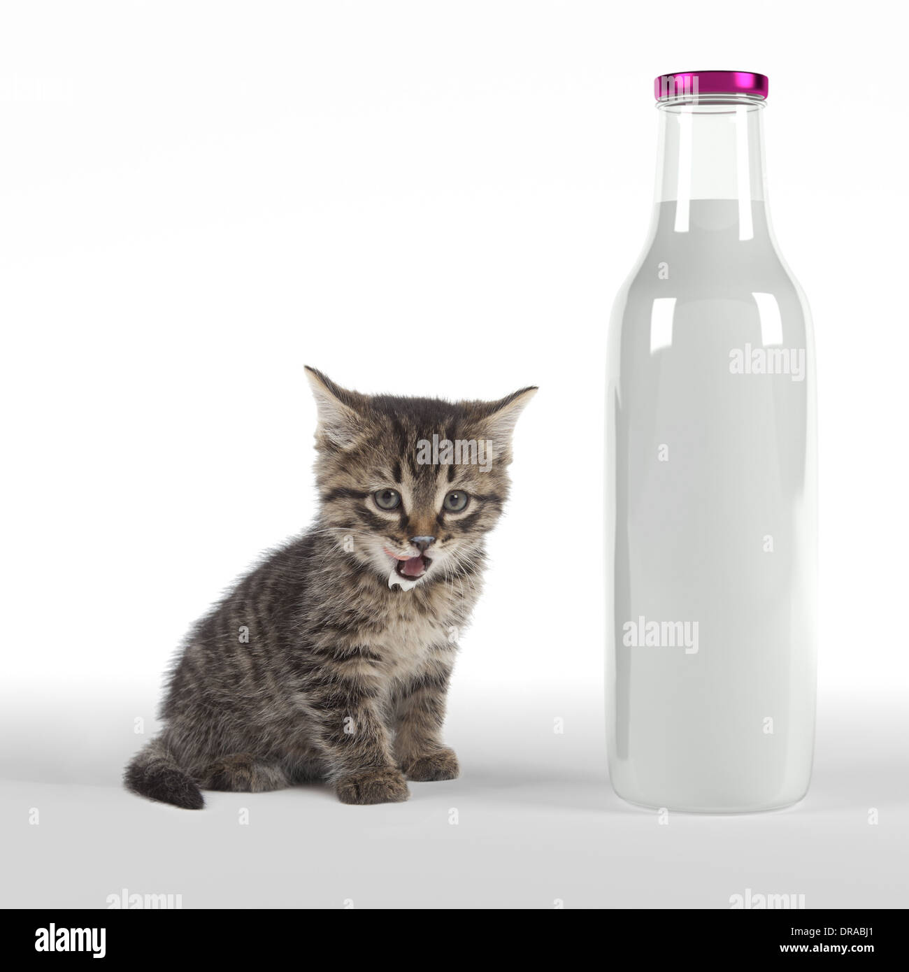 Kitten smack one's lips with huge bottle of milk Stock Photo - Alamy
