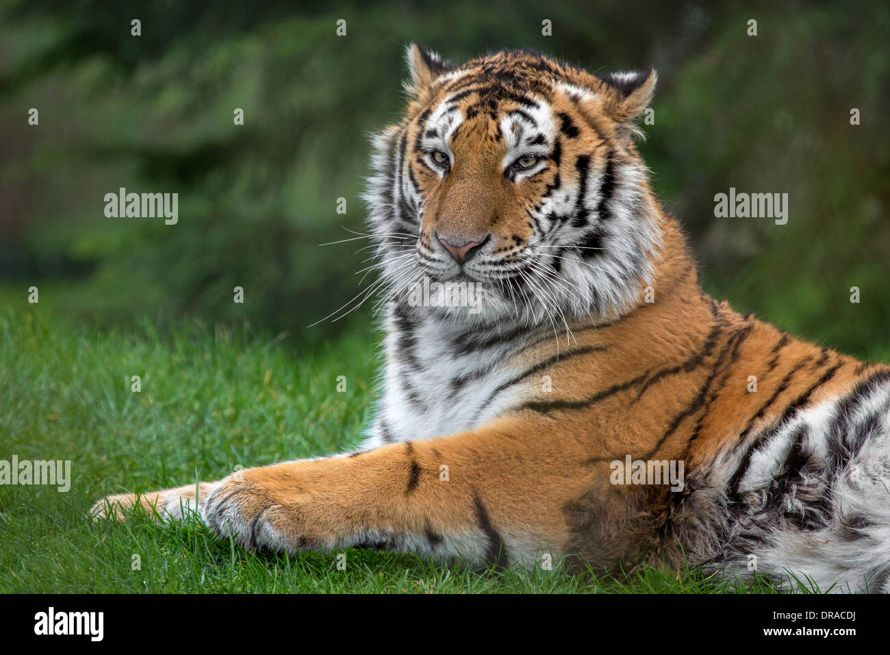 Amur tiger hi-res stock photography and images - Alamy