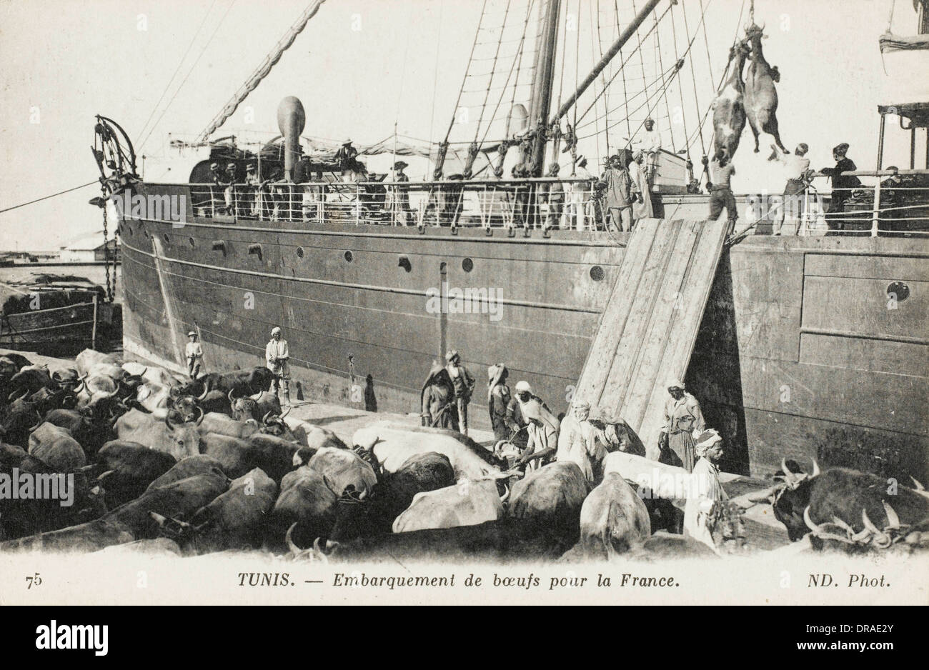 Cattle ship hi-res stock photography and images - Alamy