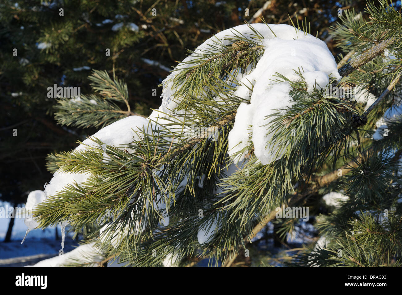 The branch of spruce with a cap of snow Stock Photo - Alamy