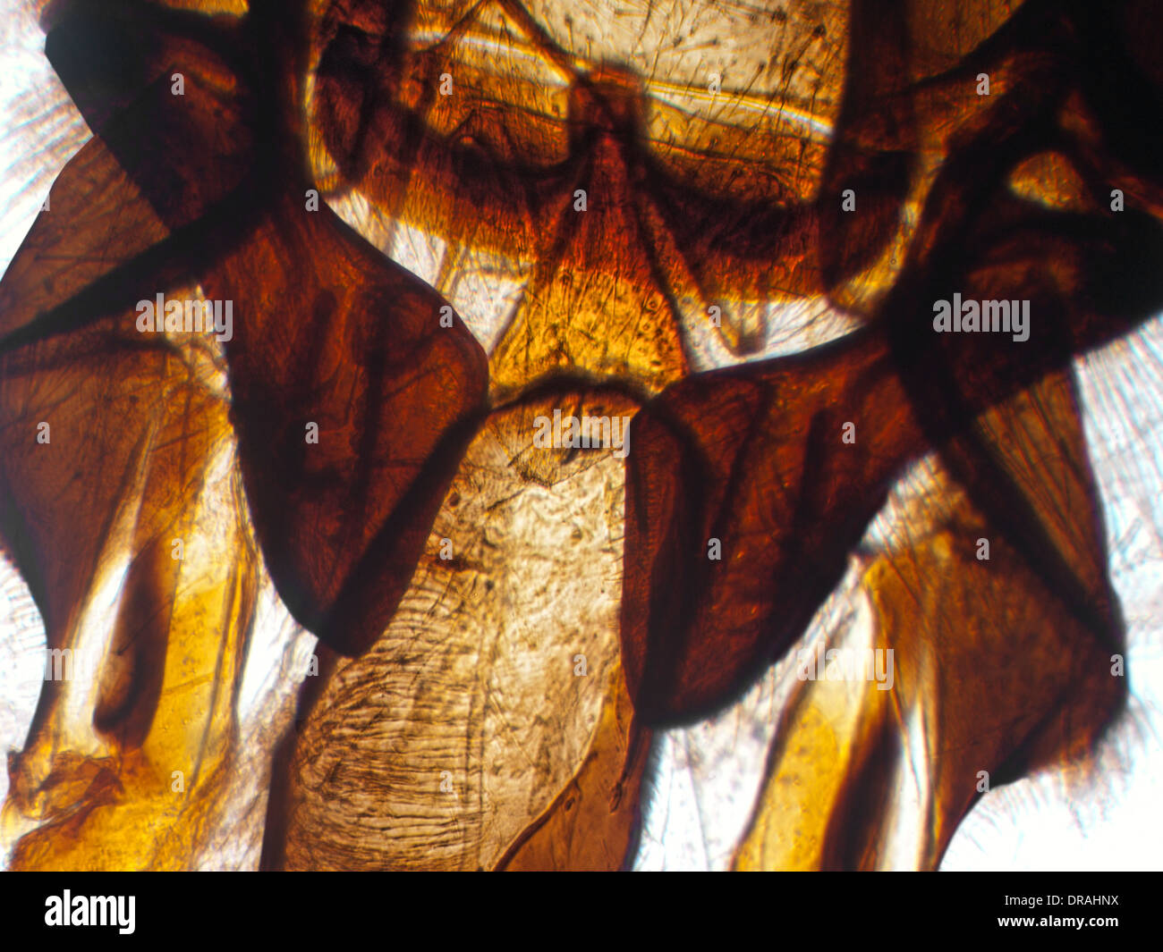 mouth of a house bee under a microscope Stock Photo: 66001654 - Alamy