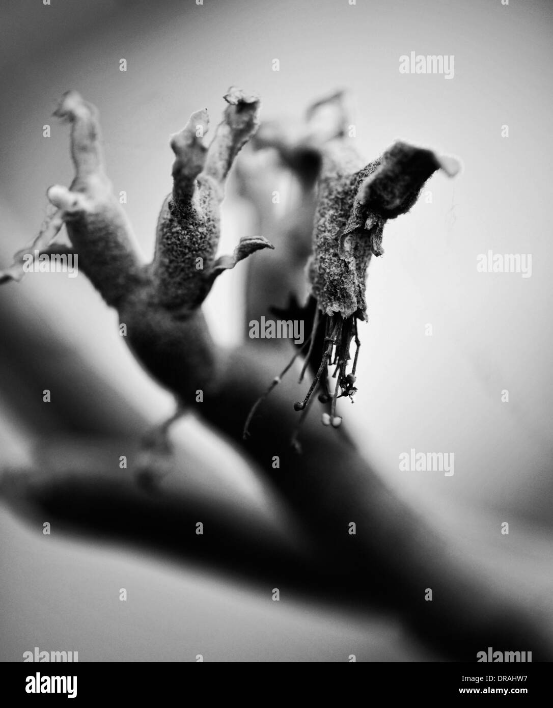 Mini tree hi-res stock photography and images - Alamy