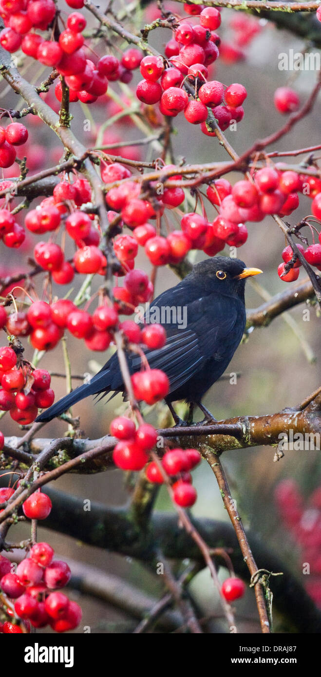 Blackbird (turdus merula) surrounded by red berries of Malus Red ...