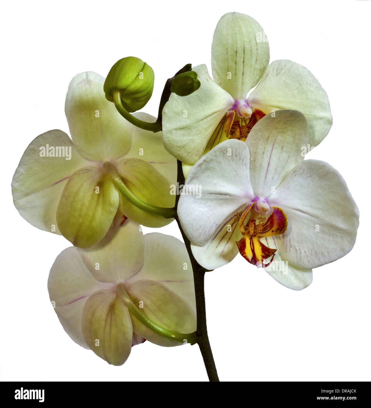 Pale Yellow Phalaenopsis Orchid (Moth Orchid Stock Photo - Alamy