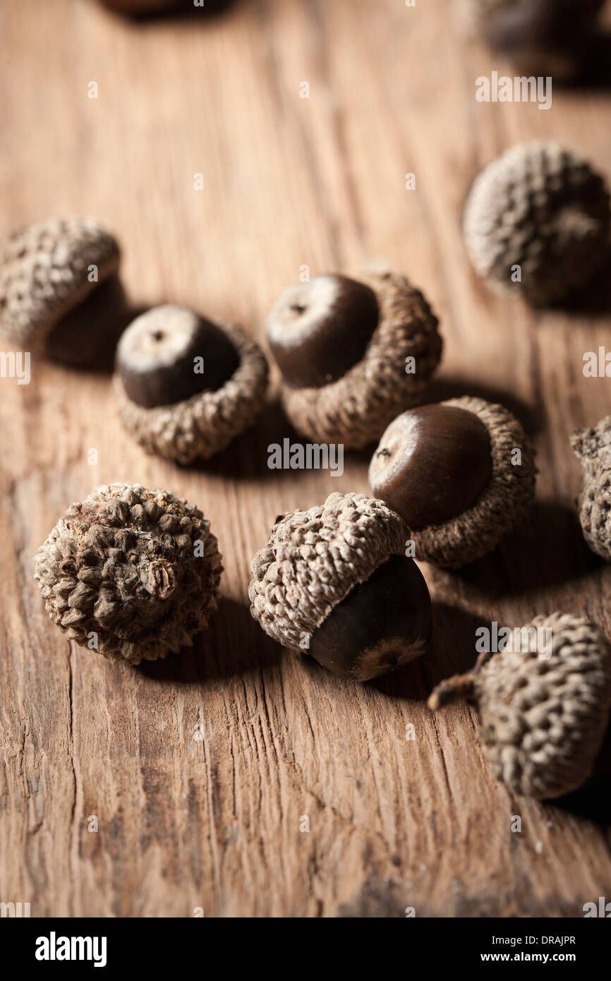 Oak nuts hi-res stock photography and images - Alamy