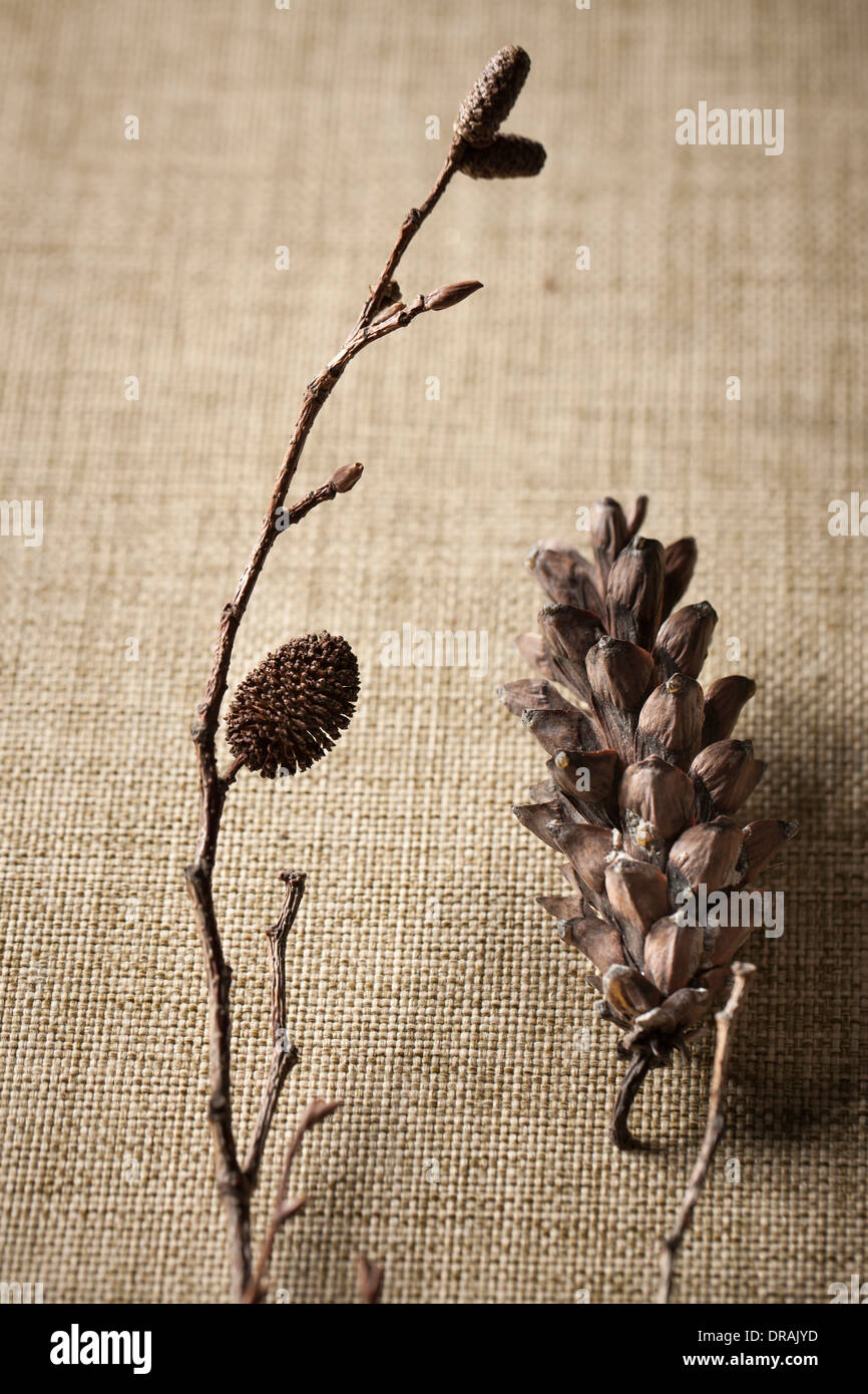 pine cones and leaves on brown background Stock Photo - Alamy
