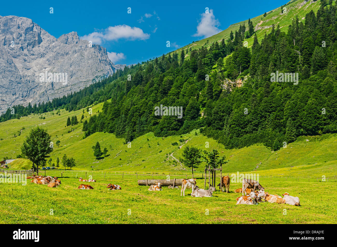 Flock of cows hi-res stock photography and images - Alamy