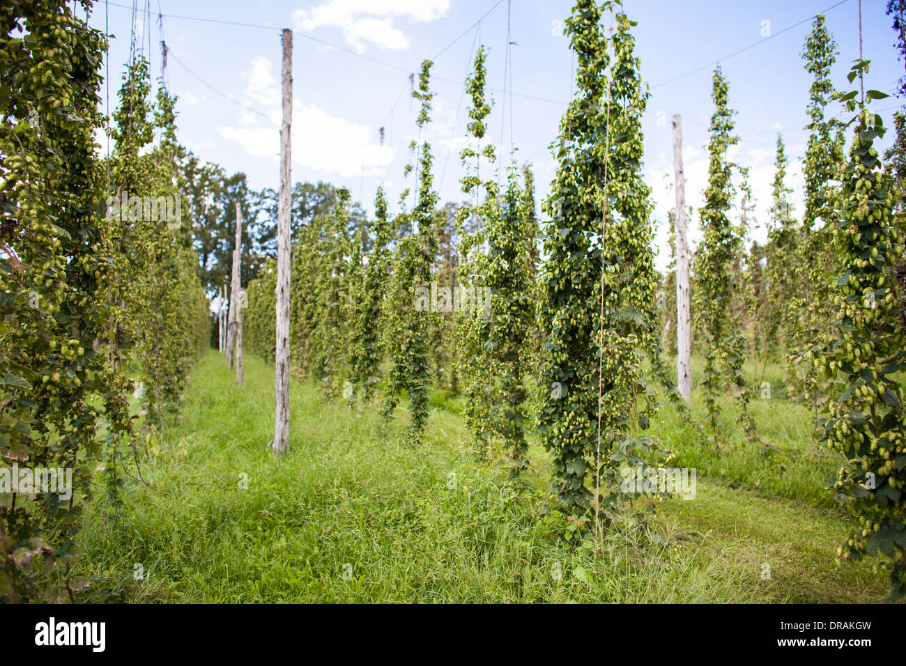 Row of hops hi-res stock photography and images - Alamy