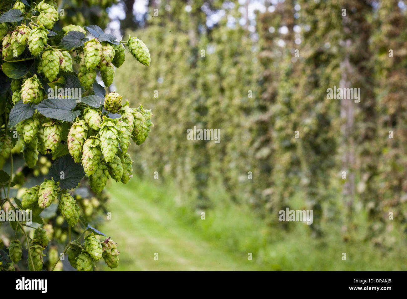 Hop harvest usa hi-res stock photography and images - Alamy