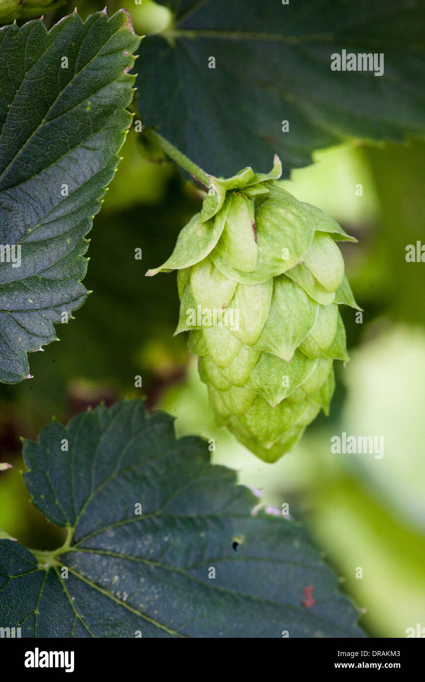 Hops before harvest Stock Photo - Alamy