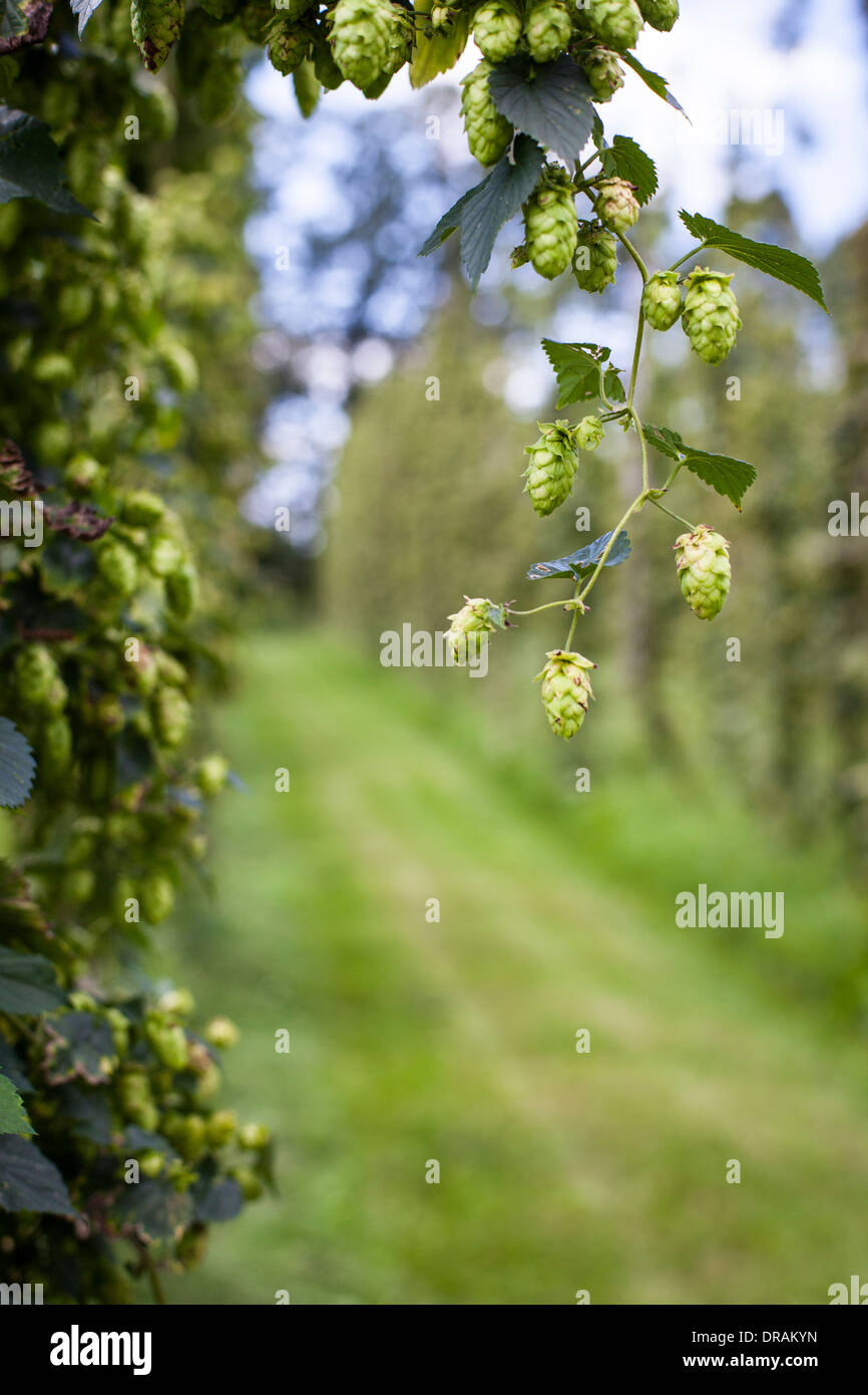 Hop harvest usa hi-res stock photography and images - Alamy