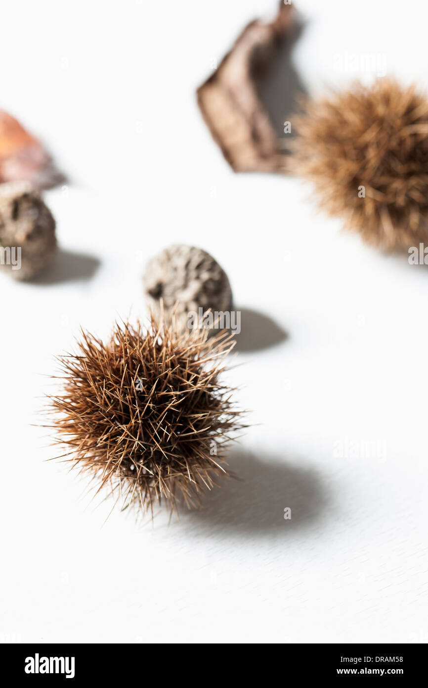 autumn leaves and oak nuts and chestnuts on white background Stock ...