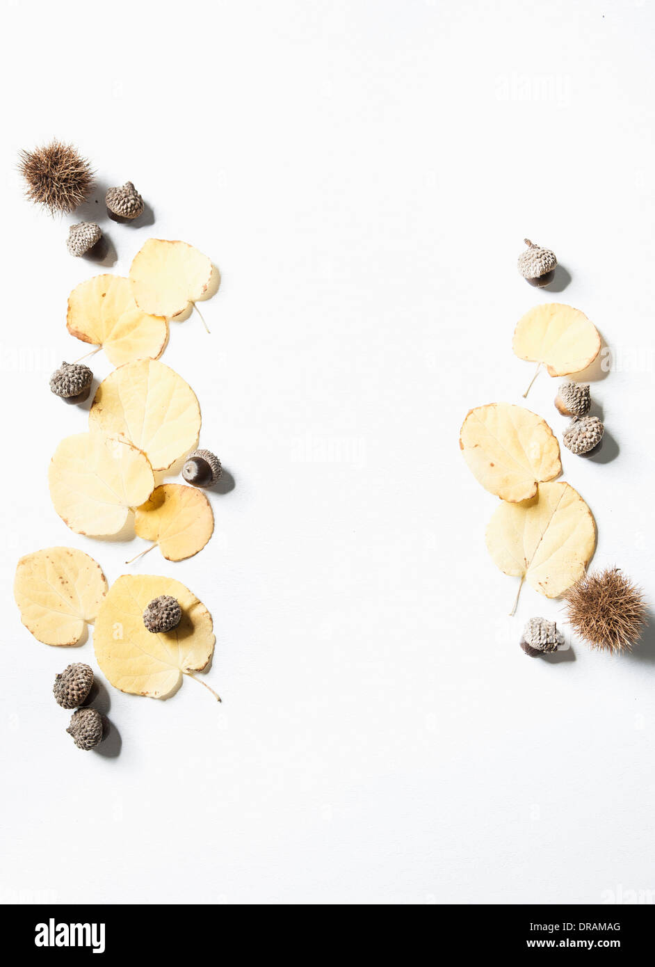autumn leaves and oak nuts and chestnuts on white background Stock ...
