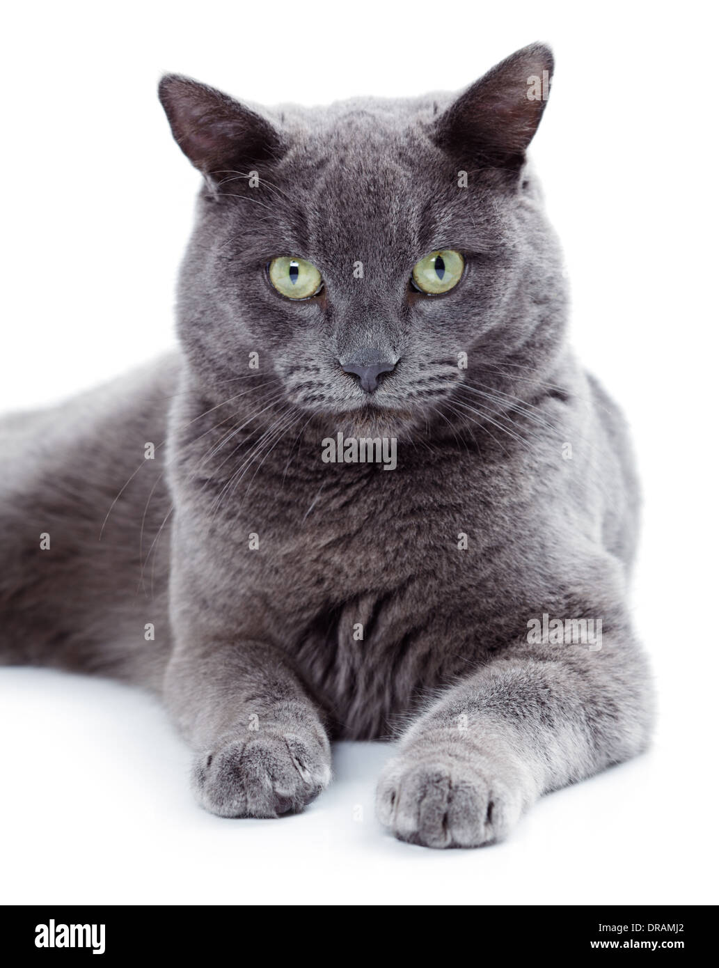 Green eyed Maltese cat also known as the British Blue on a white background Stock Photo Alamy