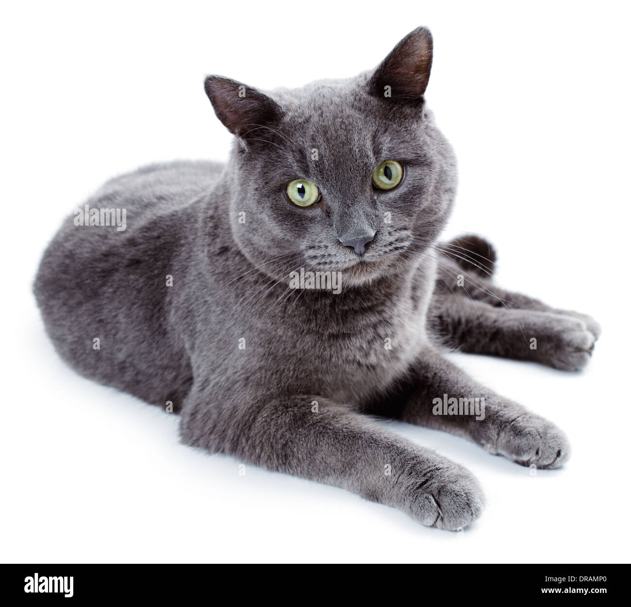 Green eyed Maltese cat also known as the British Blue on a white ...