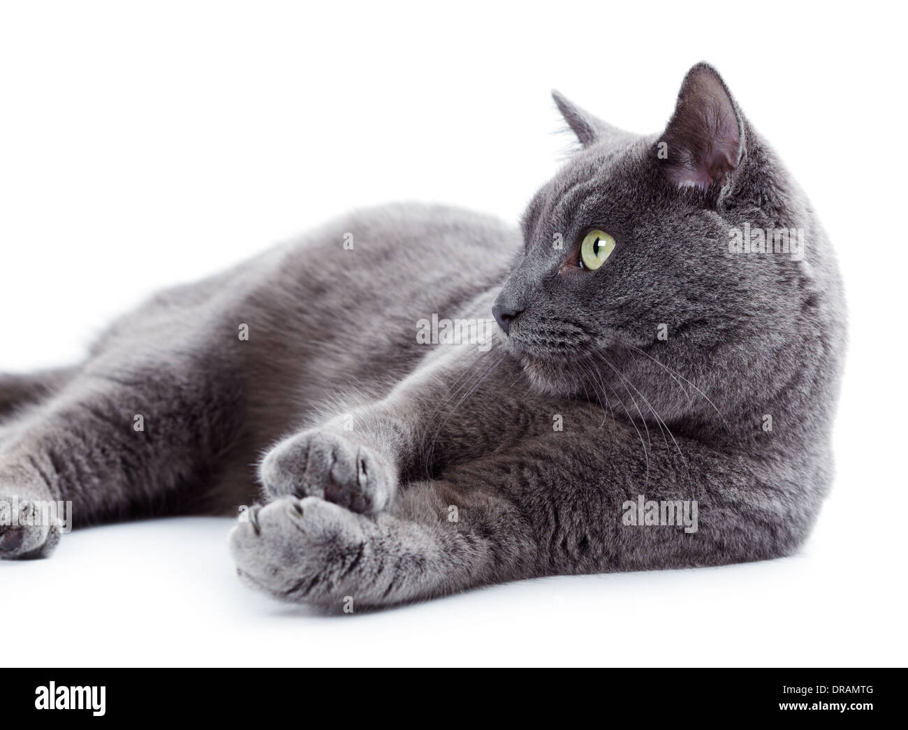 Green eyed Maltese cat also known as the British Blue on a white ...