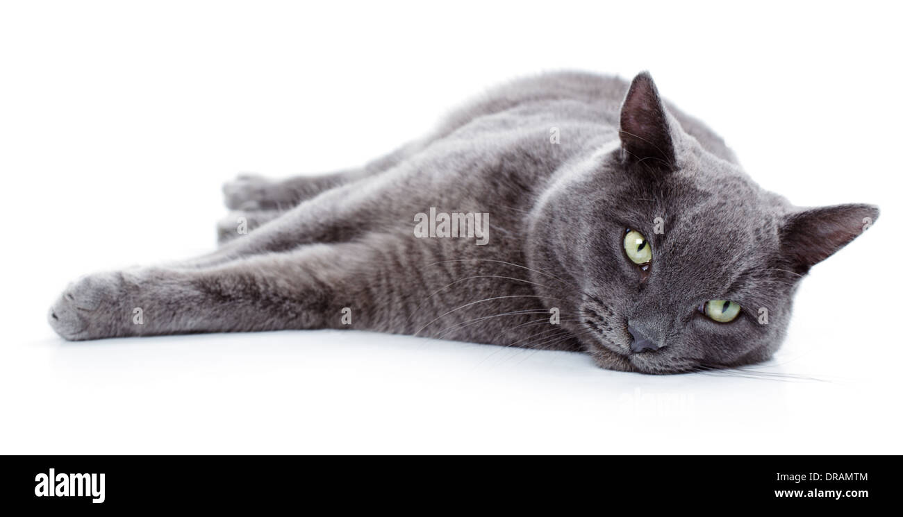 Green eyed Maltese cat also known as the British Blue on a white ...