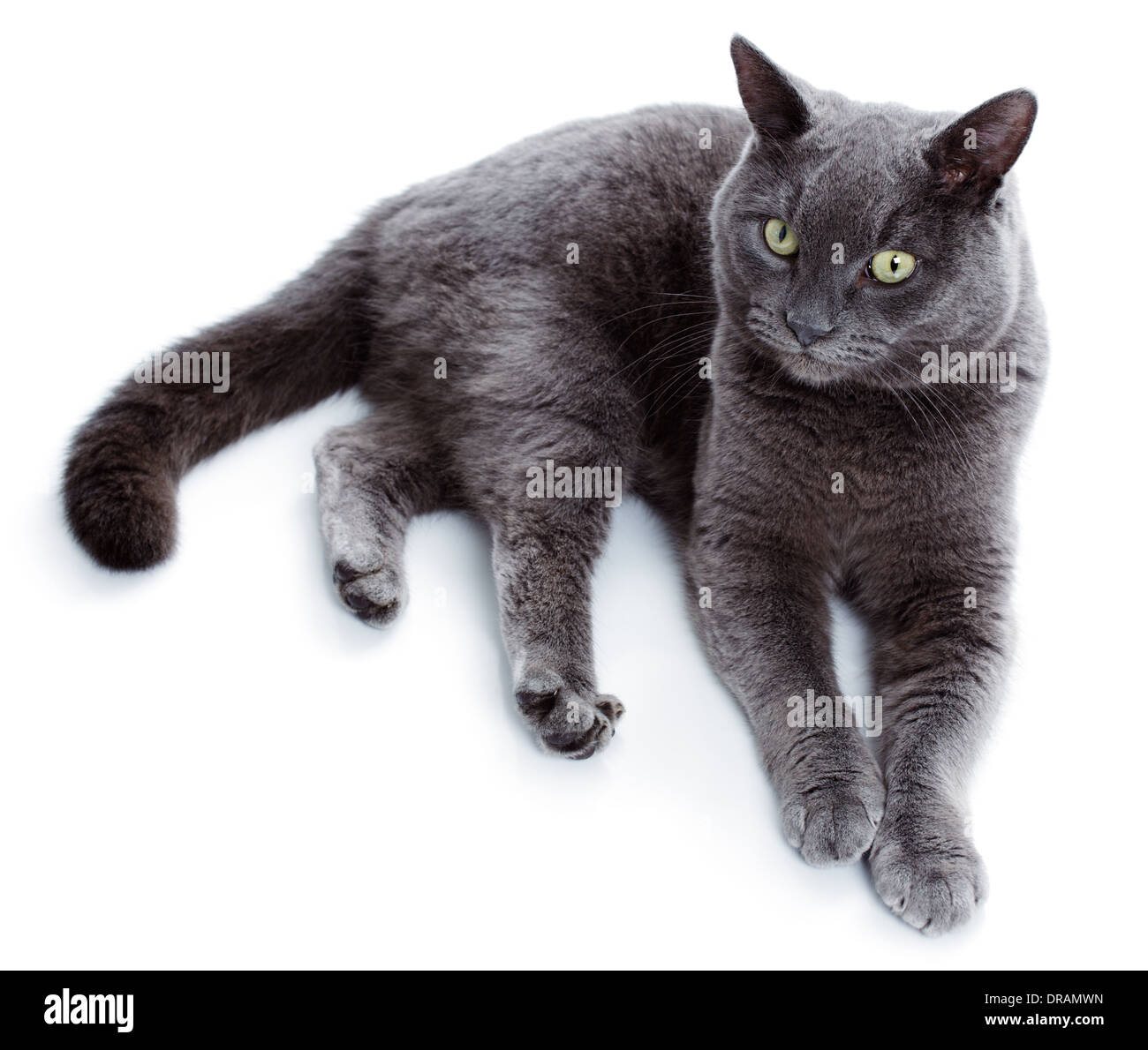 Green eyed Maltese cat also known as the British Blue on a white ...