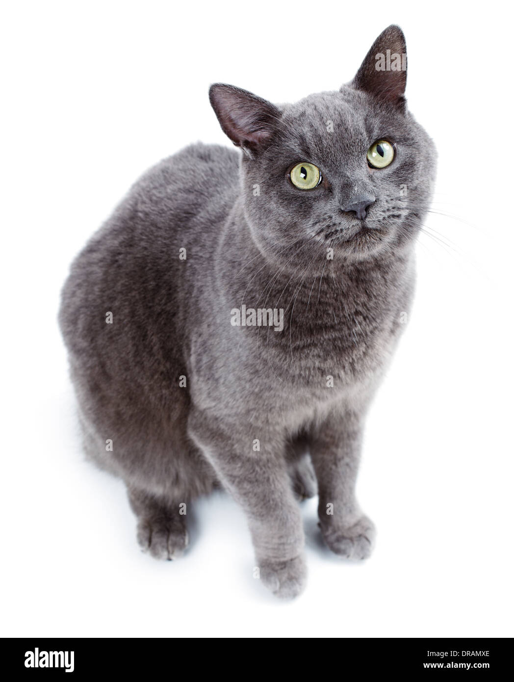 Green eyed Maltese cat also known as the British Blue on a white ...