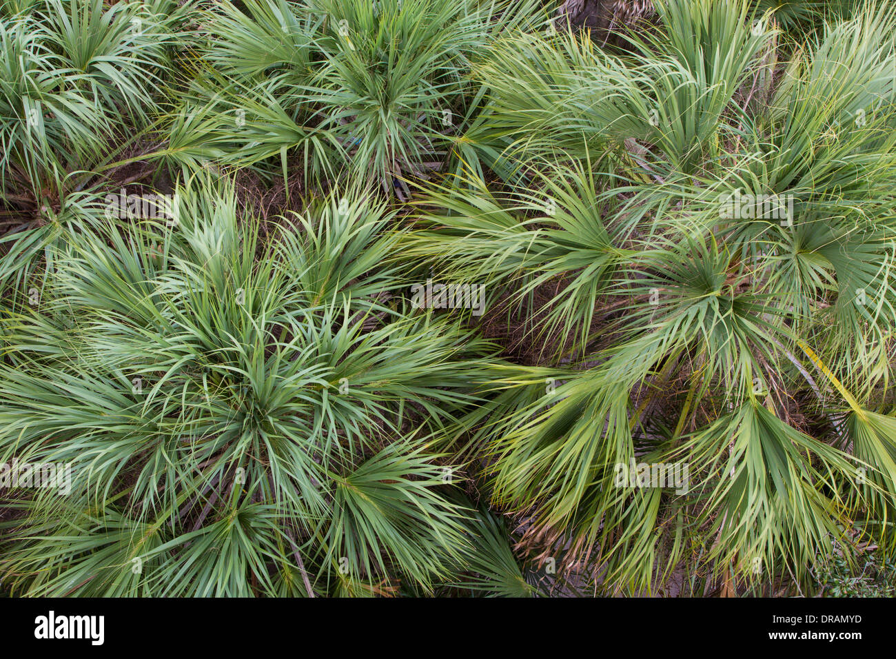 Top down aerial palm trees hi-res stock photography and images - Alamy