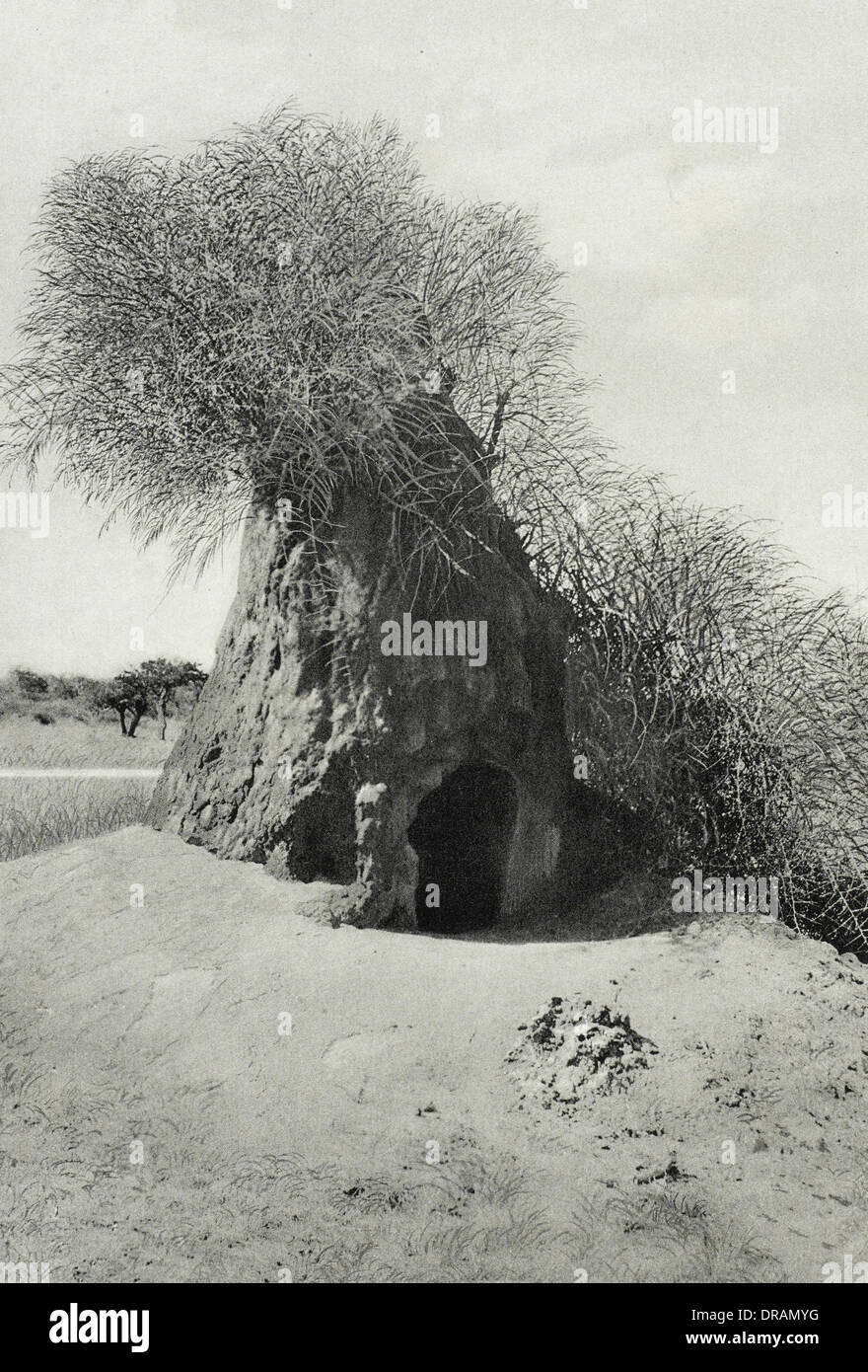Termites Mound South Africa High Resolution Stock Photography and ...