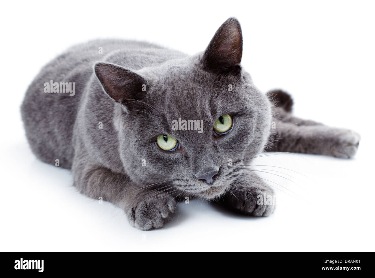 Green eyed Maltese cat also known as the British Blue on a white ...