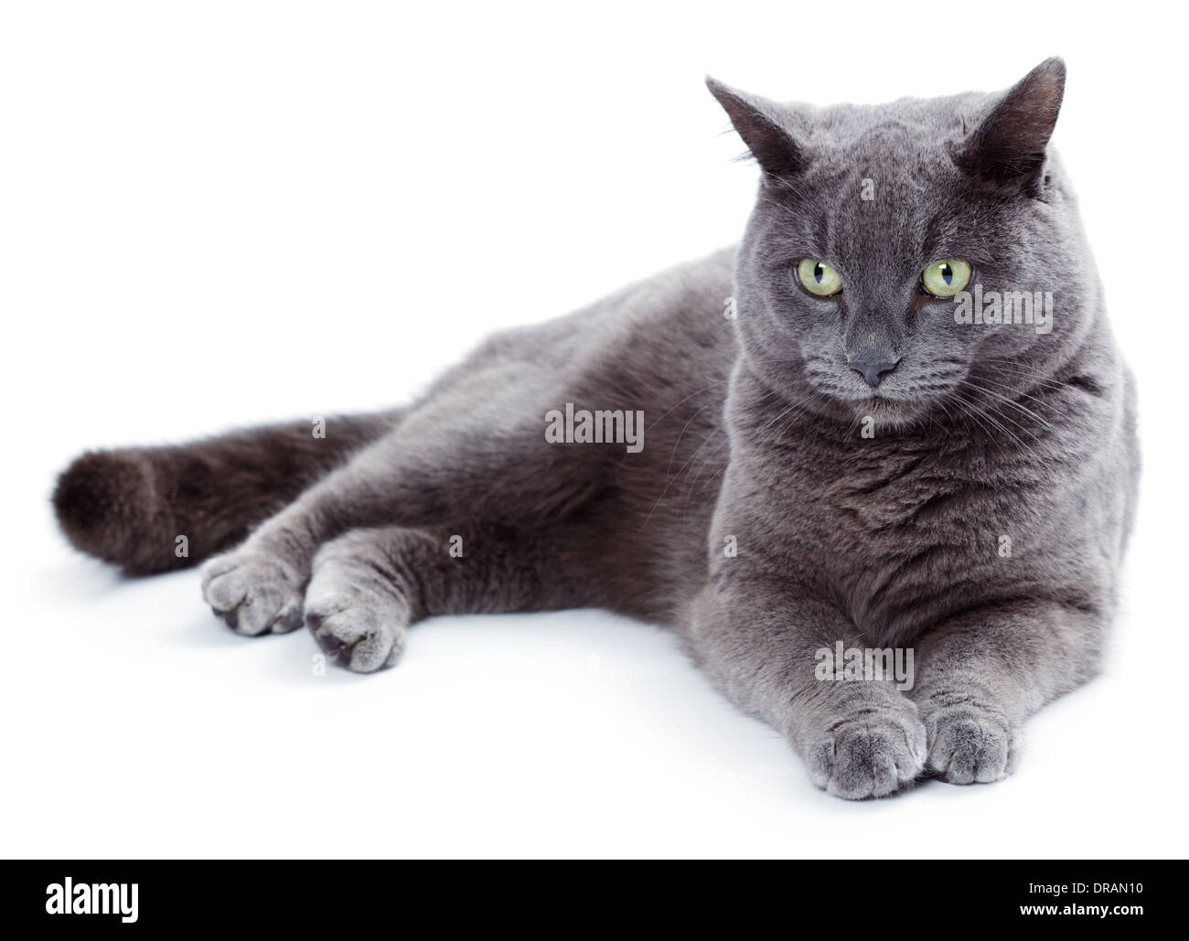 Green eyed Maltese cat also known as the British Blue on a white ...