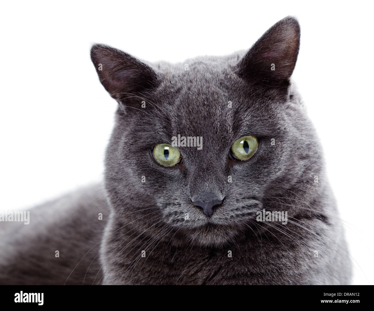 Green eyed Maltese cat also known as the British Blue on a white ...