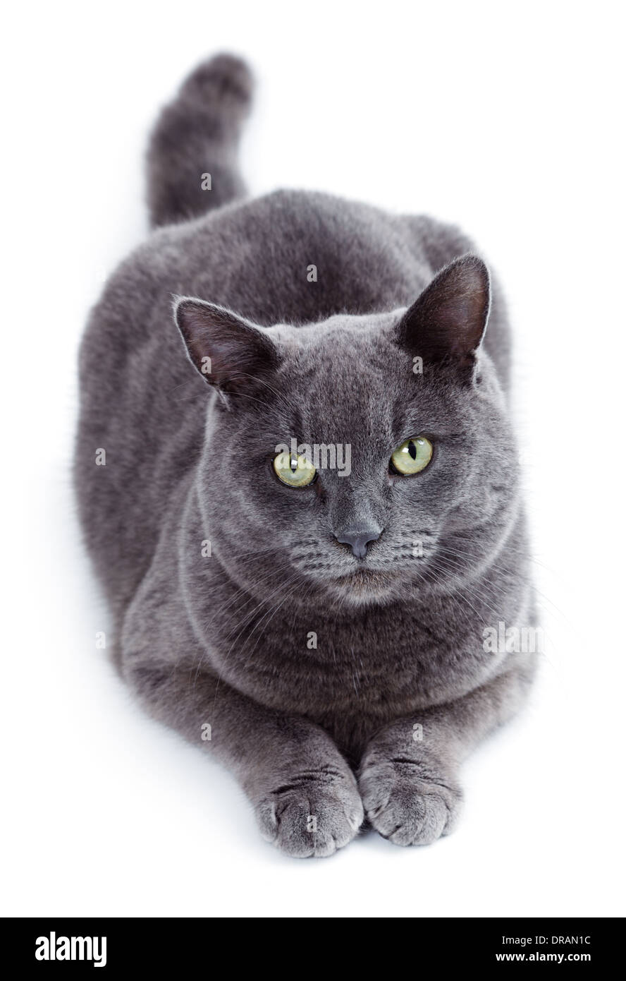 Green eyed Maltese cat also known as the British Blue on a white ...