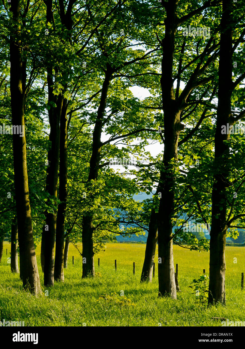 Copse of trees, uk hi-res stock photography and images - Alamy