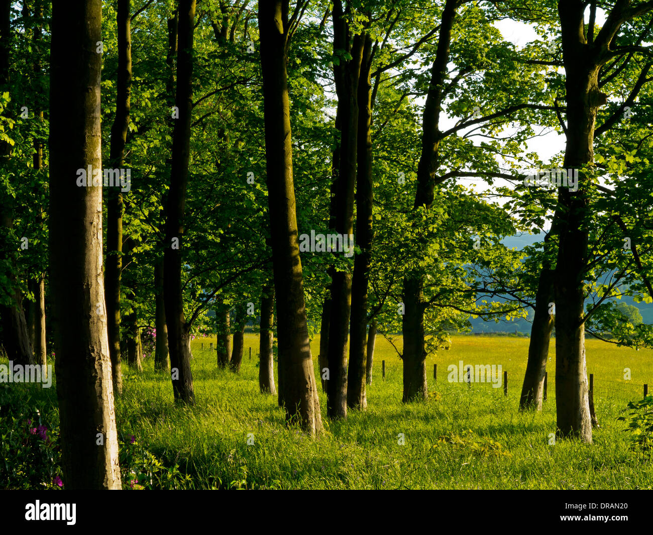 Small copse of trees in countryside near Crich in Derbyshire England UK ...