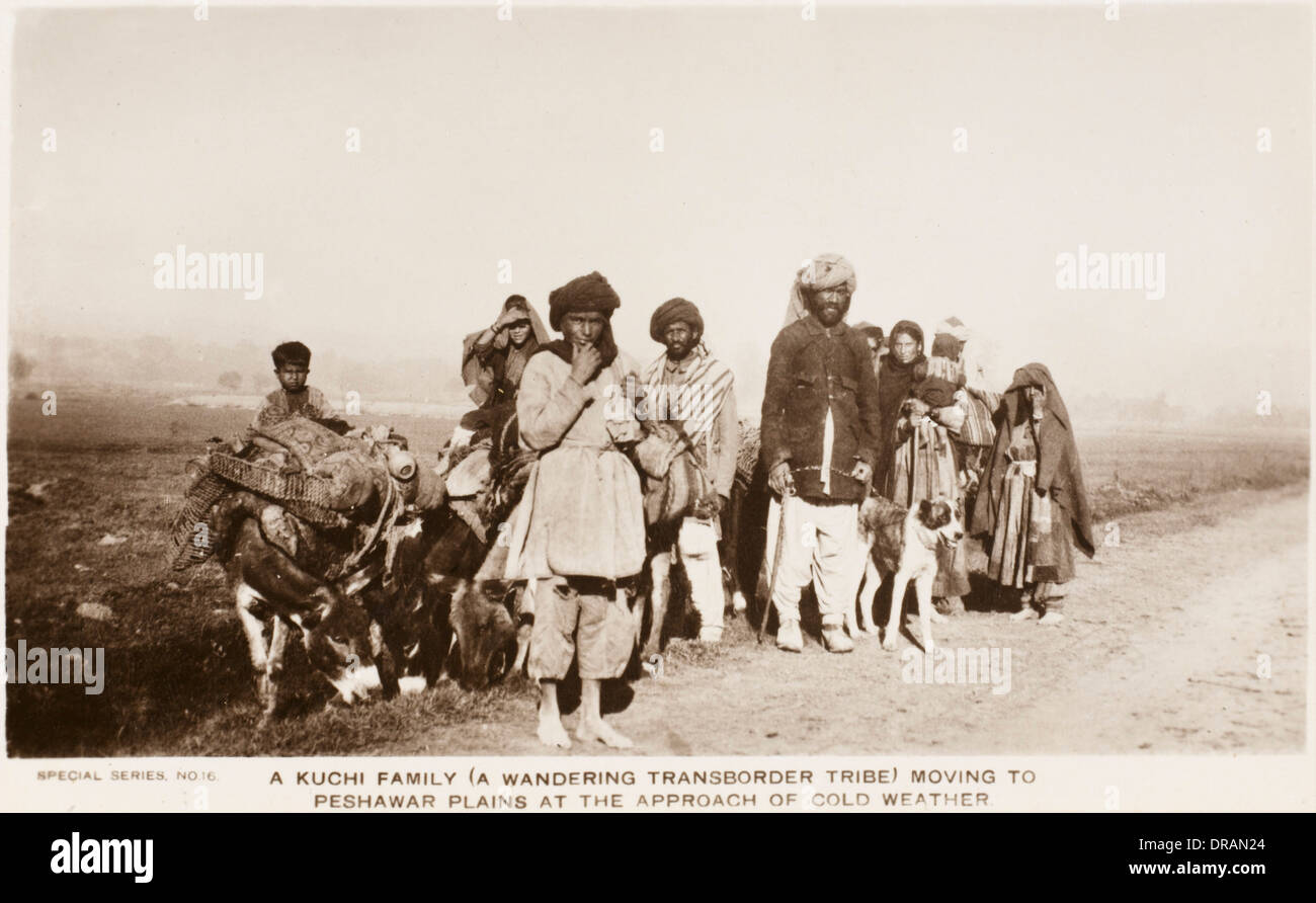 What Does A Kuchi Dog Look Like